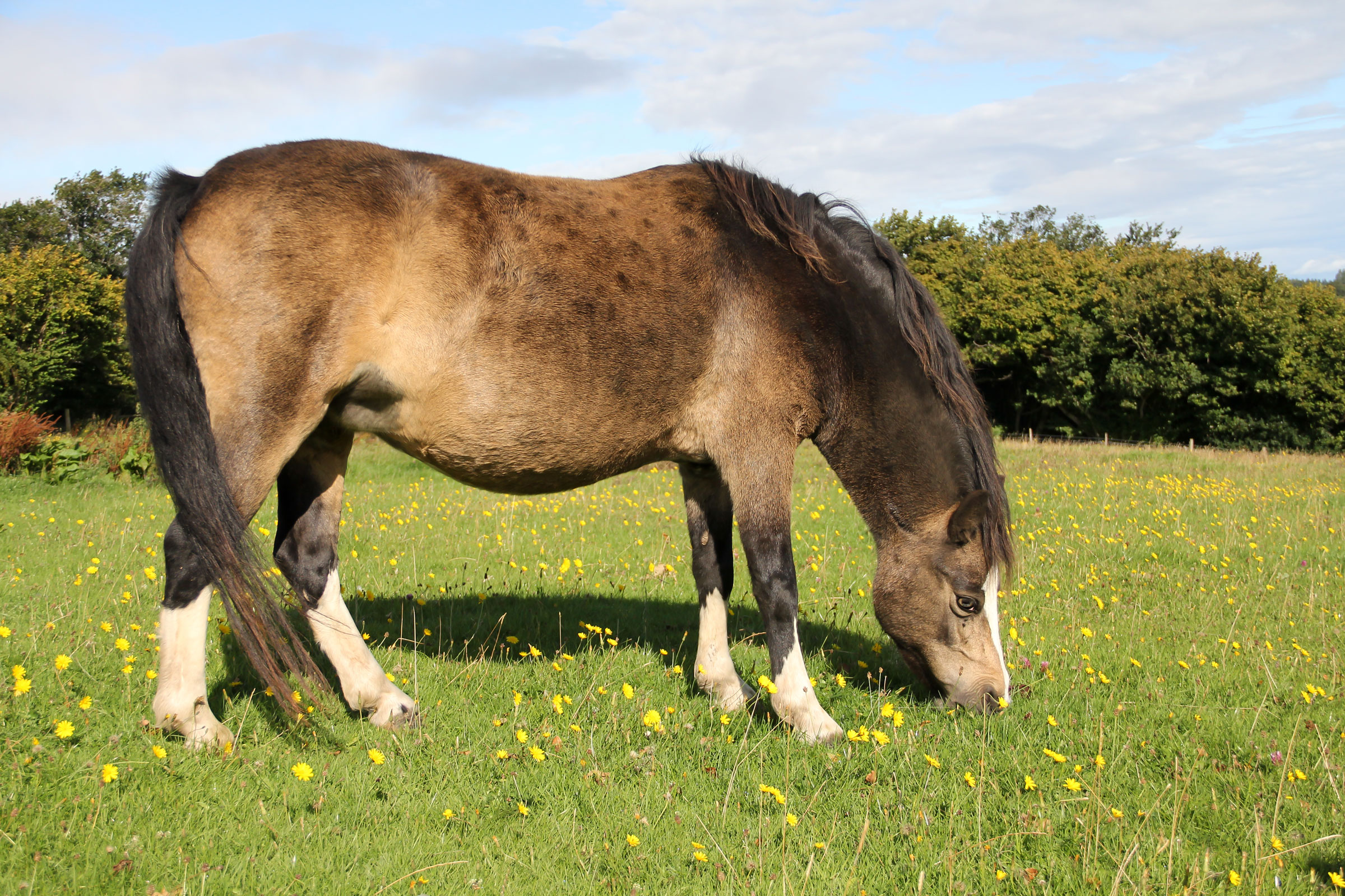 Managing Overweight Horses | Stable Management