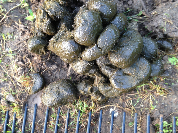 Fly Control Through Manure Management