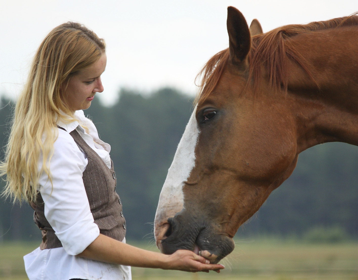 Homemade Horse Treats