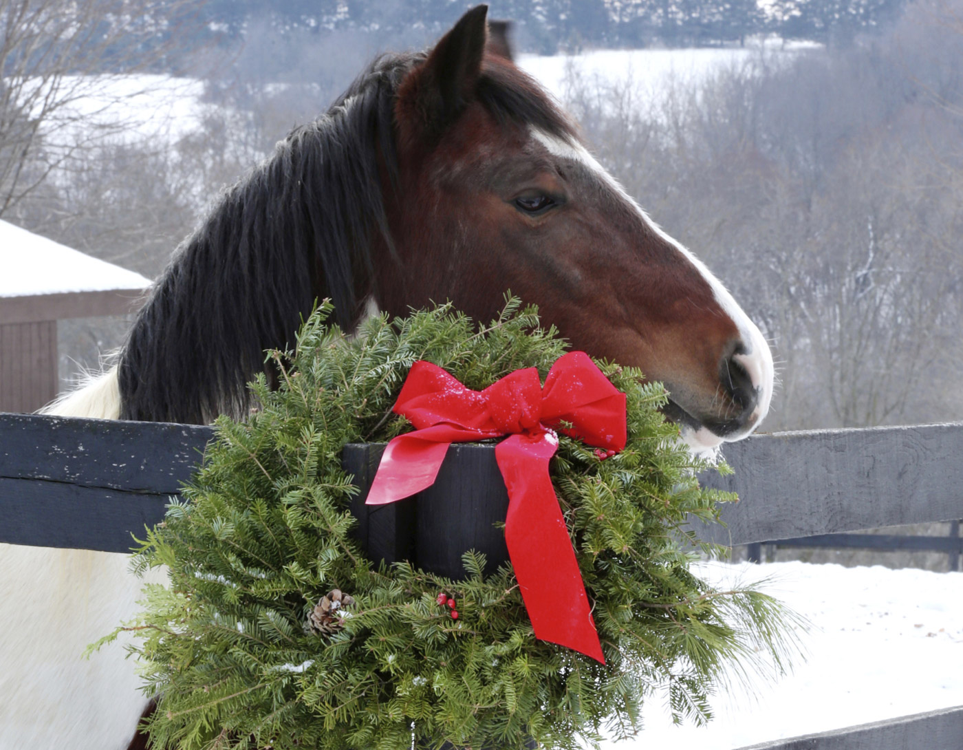 5 Things Your Horse Farm Needs for Christmas | Stable Management