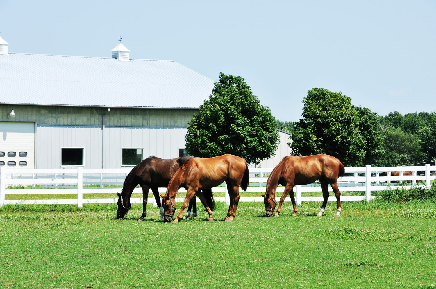 Make Your Pasture Safer for Your Horse