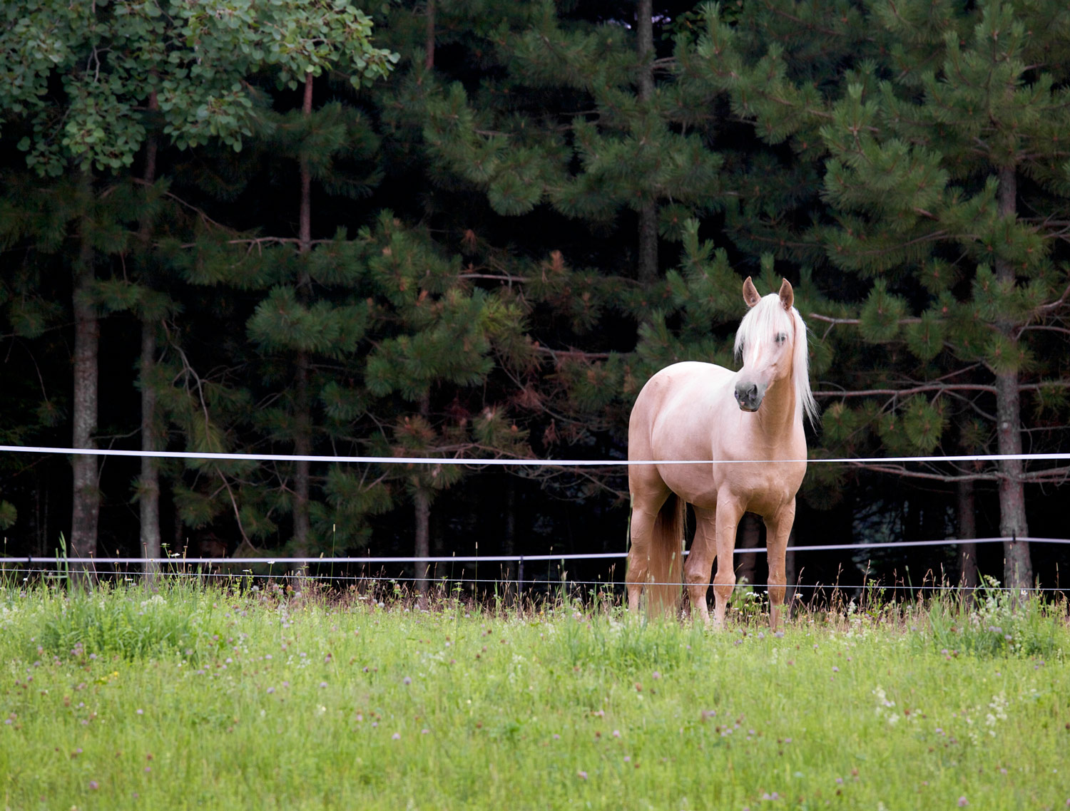 Improving Horse Pastures Through Rotational Grazing
