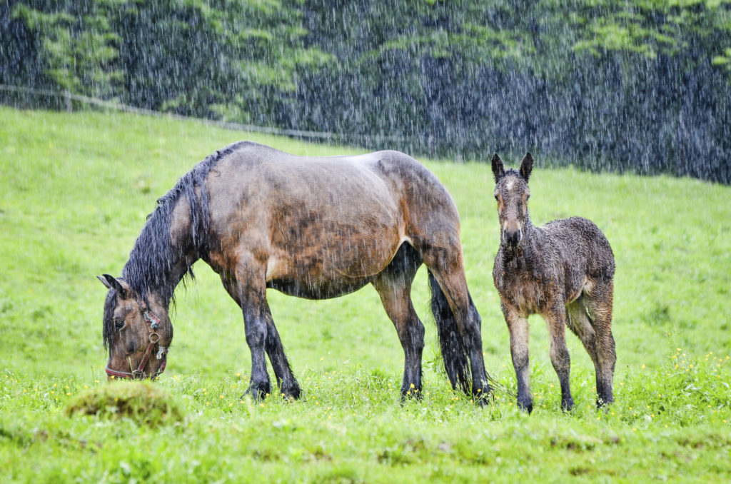 Managing Rain Rot in Horses | Stable Management