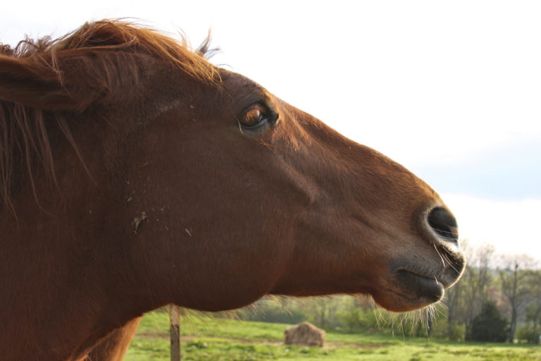 Interpreting Equine Body Language