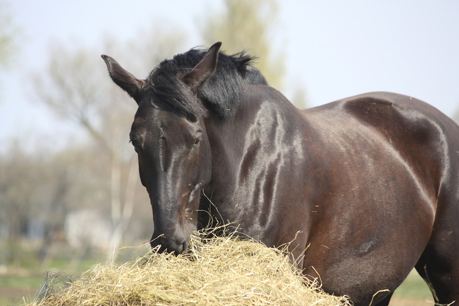Returning Stall-Bound Horses to the Outdoors