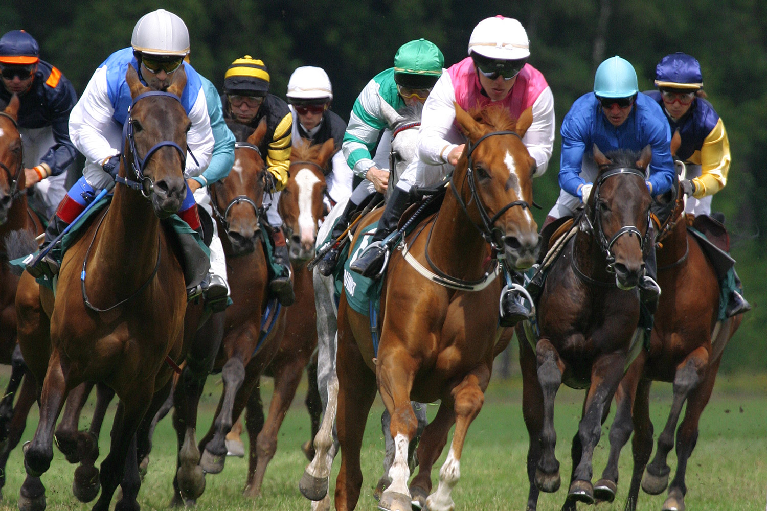 Second Careers for Racehorses: The Transition from Racetrack to Ribbons