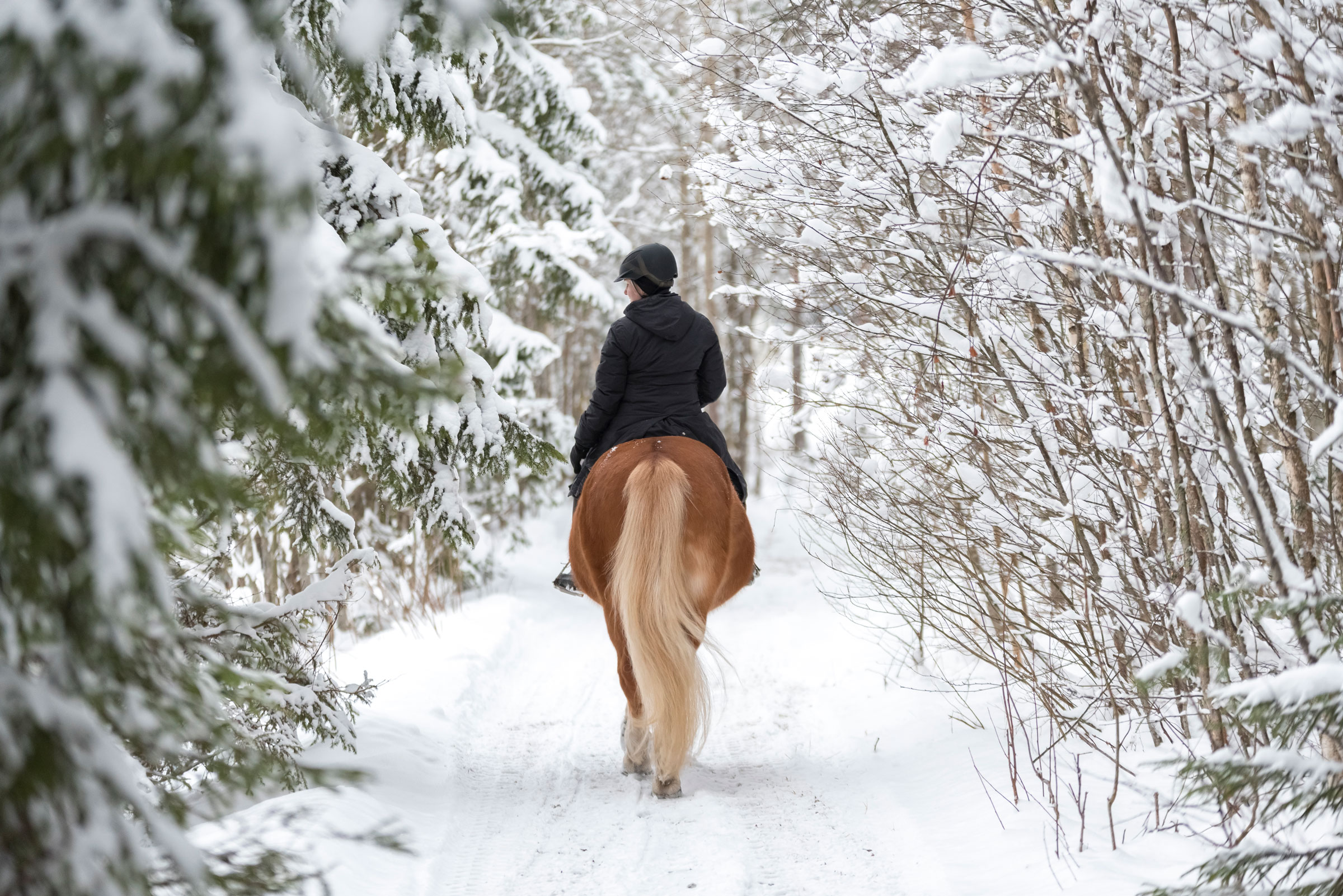 Horse Trails for All Seasons | Stable Management