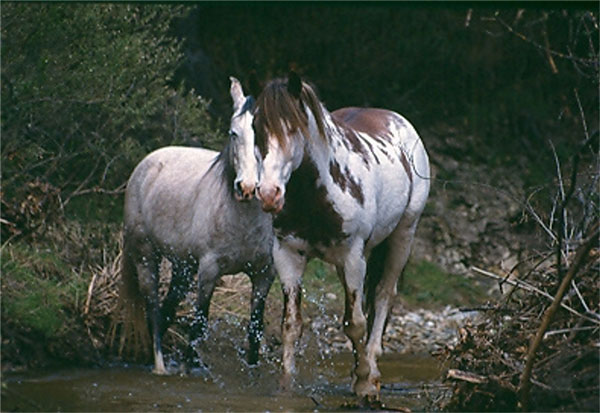 Spanish Treasures Found in Arizona: ”Cruce Colonial Spanish Horses”