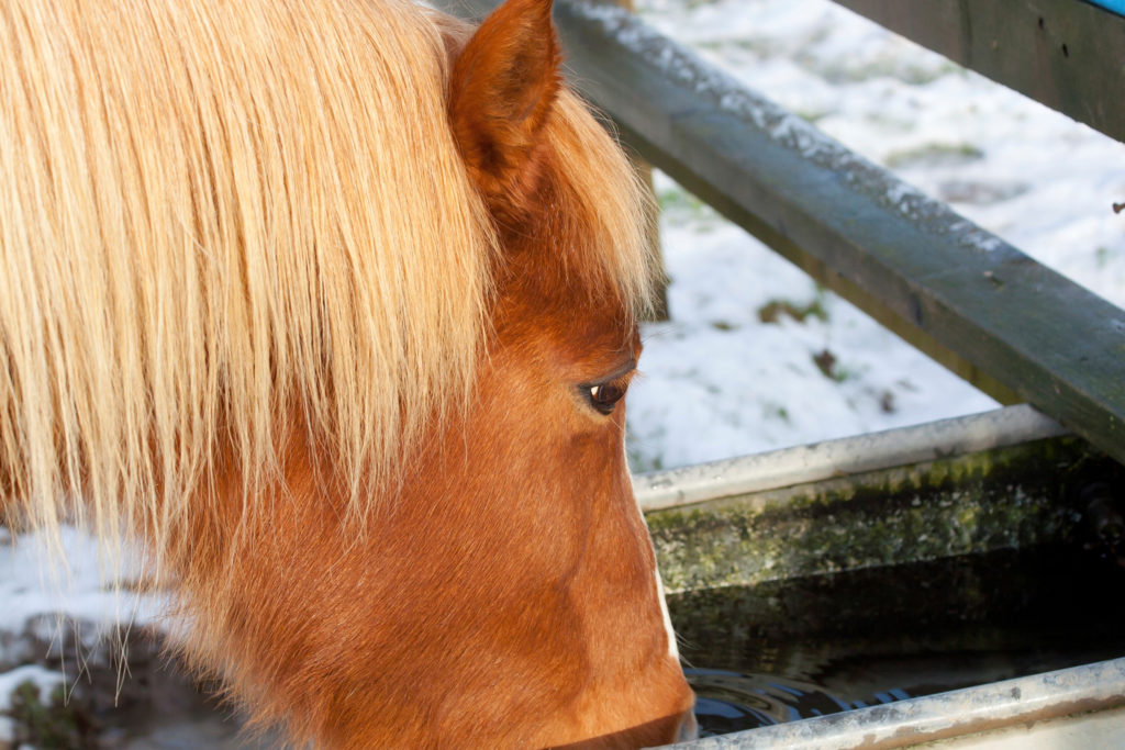 What Your Horse Really Needs To Stay Warm | Stable Management