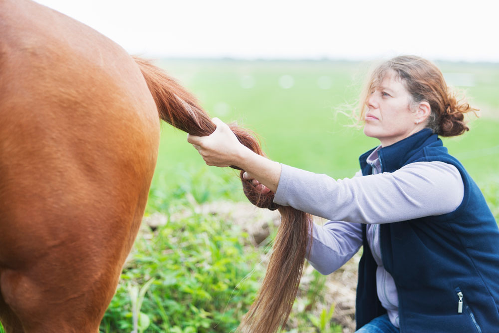 How to Increase Equine Back Strength, Function and Stability | Stable ...