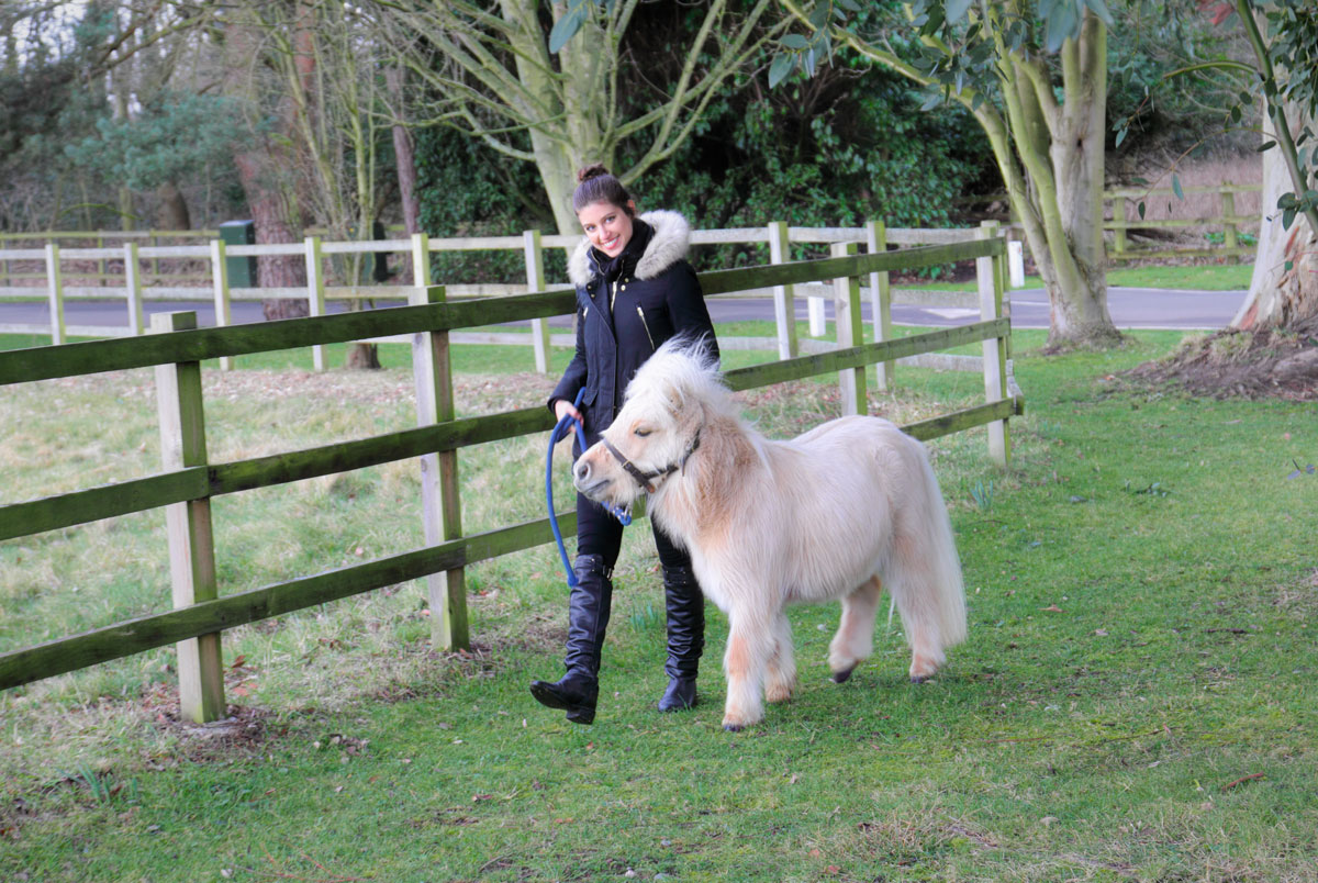 How Mini Therapy Horses Are Trained | Stable Management