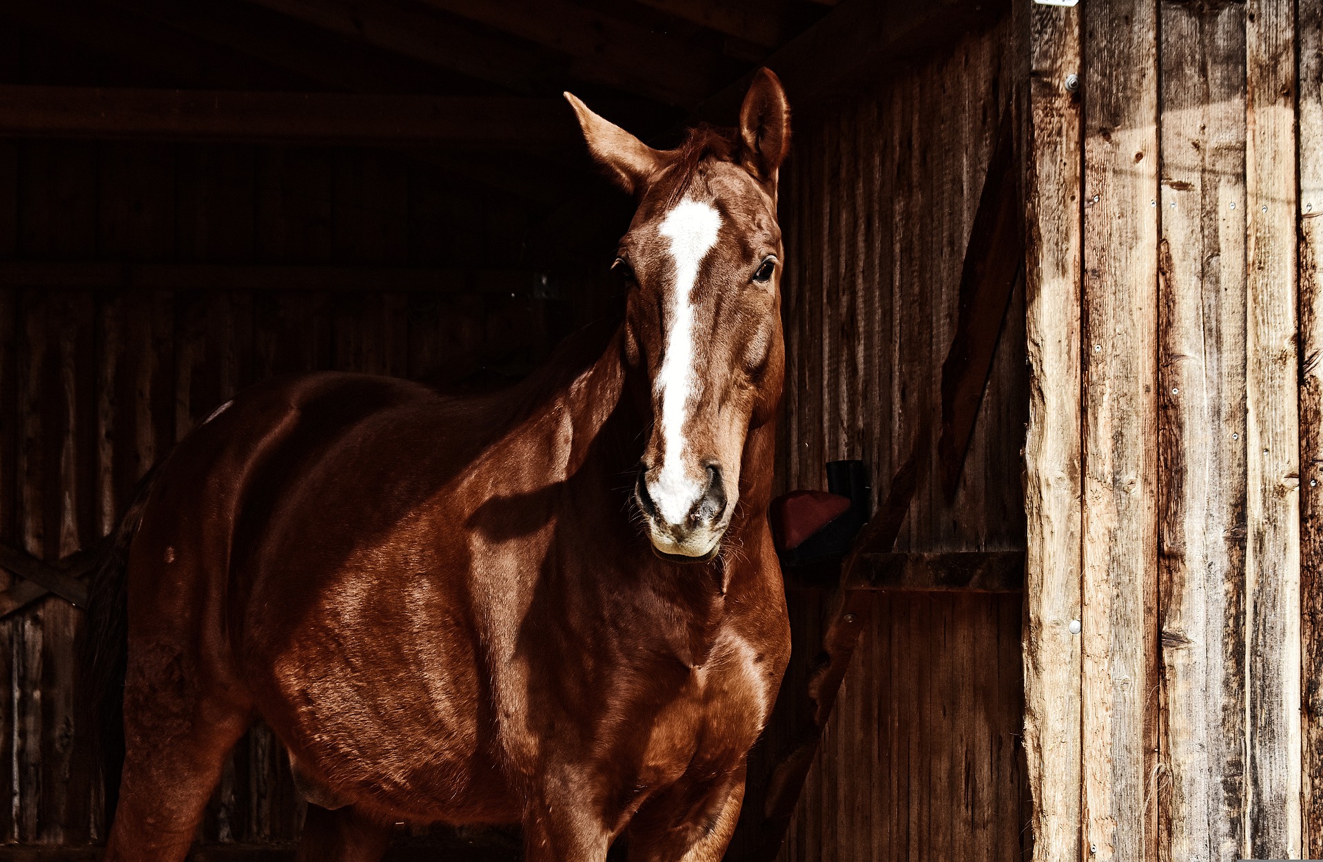 What Dangers are Hiding in Your Barn? Horse Barn Dangers