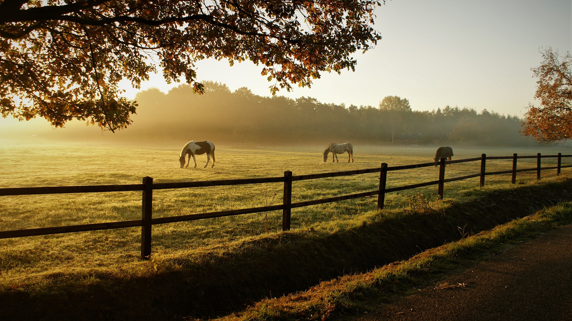 Make Your Pasture Safer for Your Horse