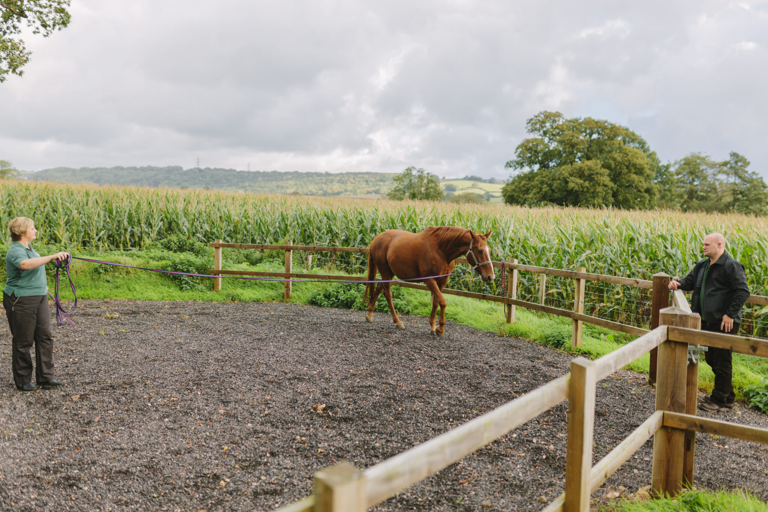 The Effects of Longeing on Your Horse’s Joints | Stable Management