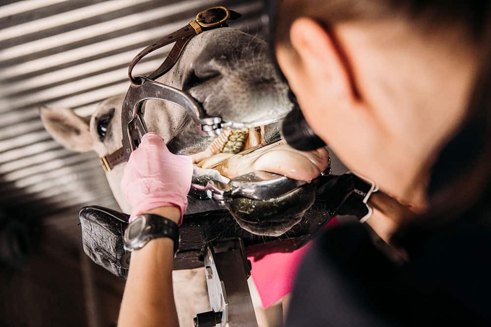 Behavioral Signs of Equine Cheek Tooth Findings | Stable Management