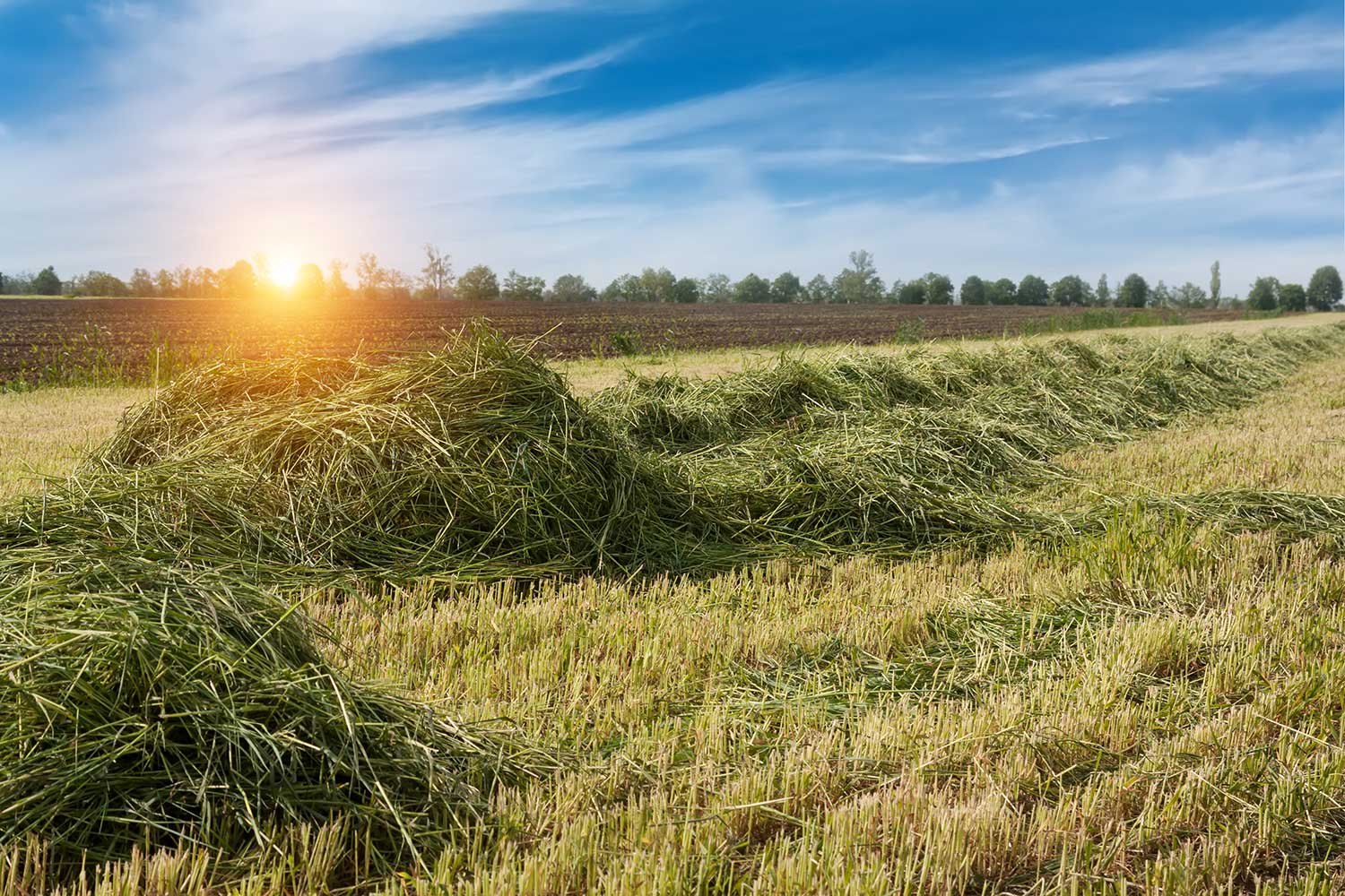 How To Source High-Quality Forage for Horses | Stable Management