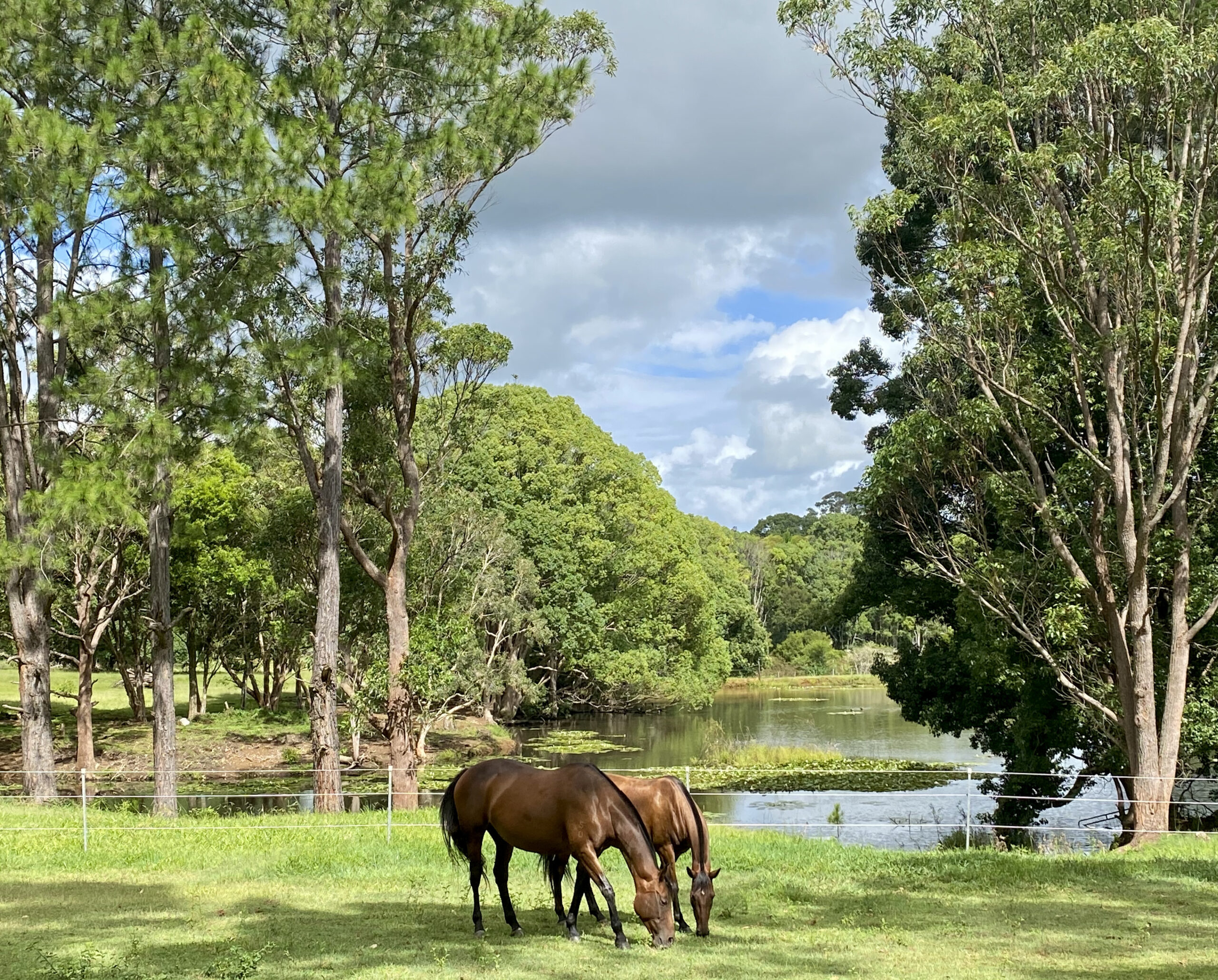 Track Paddocks: Combating Horse Boredom | Stable Management