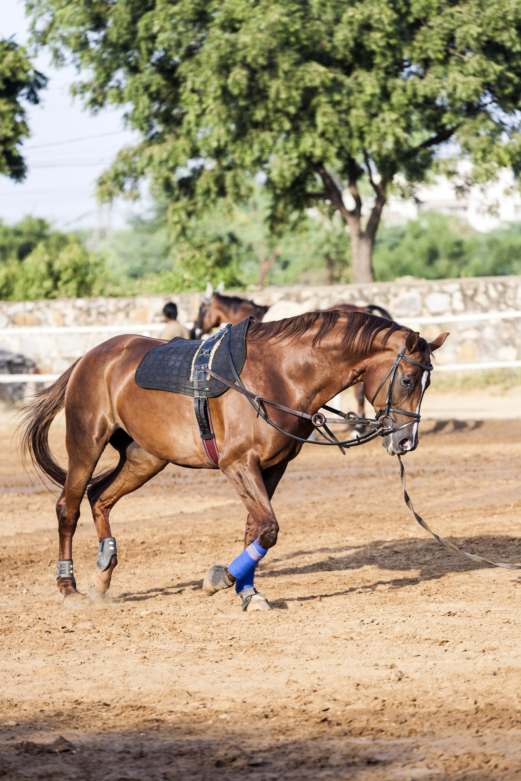 How to Reduce Your Horse's Stress at Shows | Stable Management
