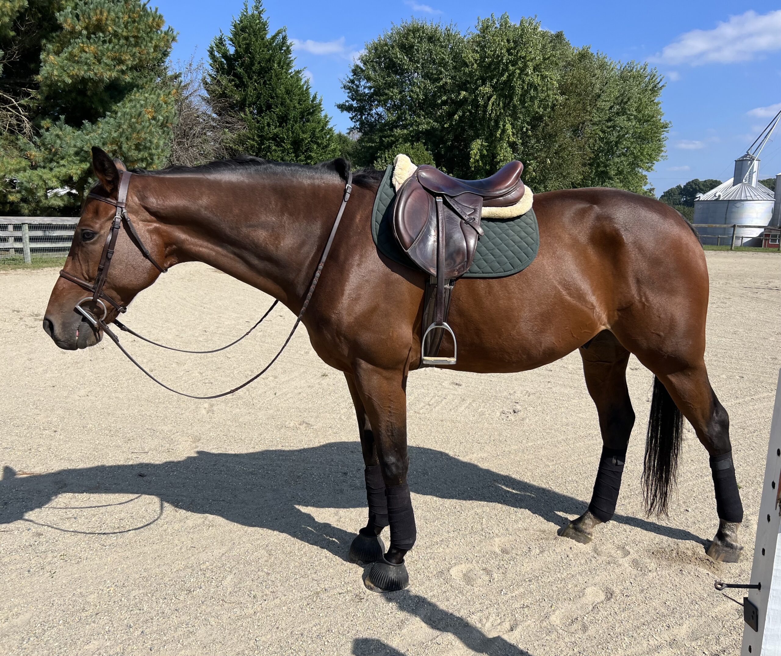 Buying an OTTB | Stable Management