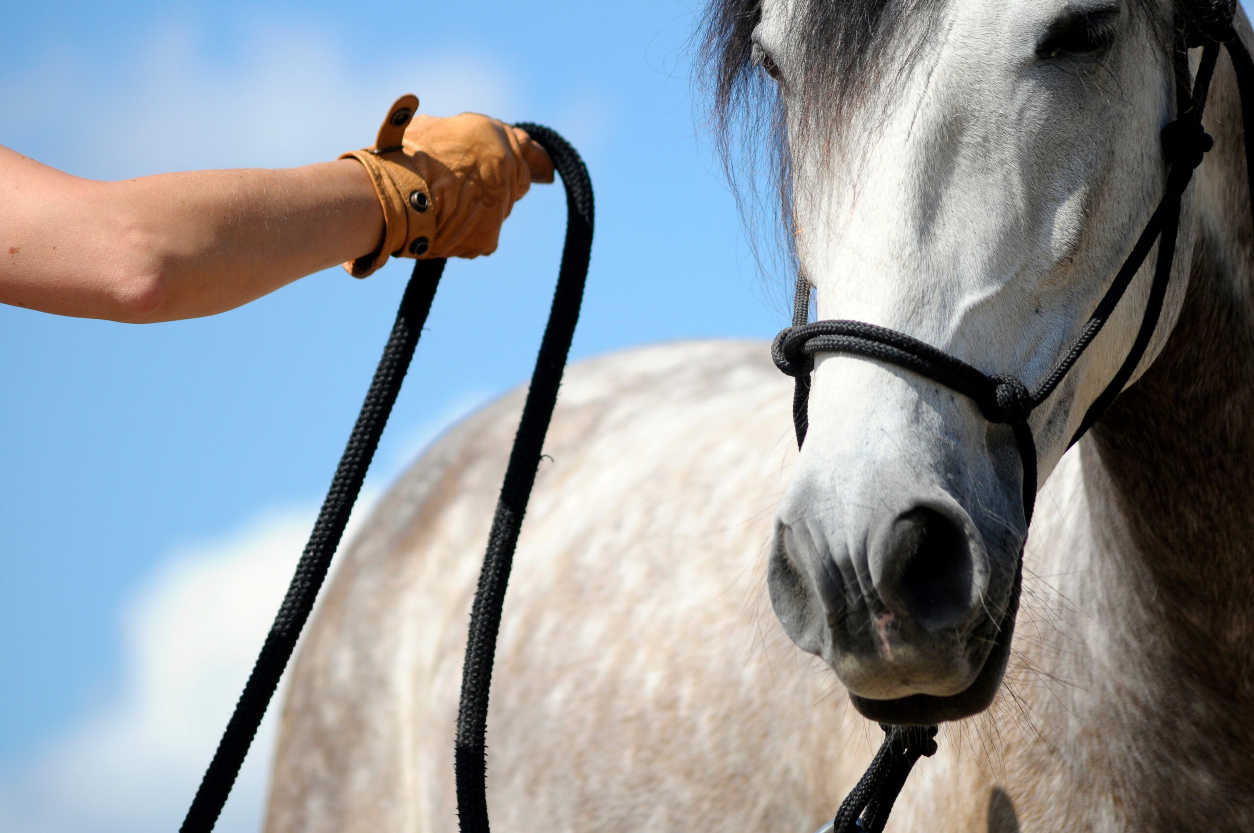 How Does Cognitive Overload Affect Your Horse? | Stable Management