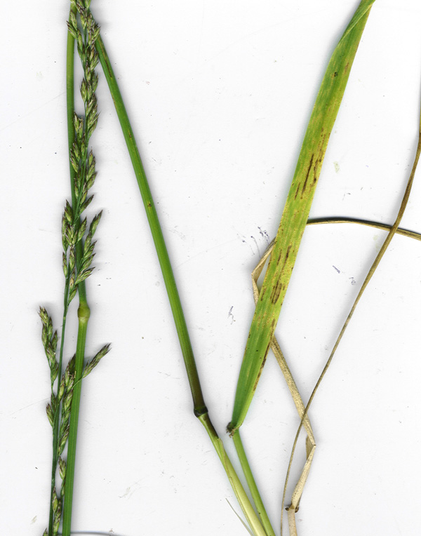 Endophyte-Infected Fescue Can Cause Problems in Non-Pregnant Horses