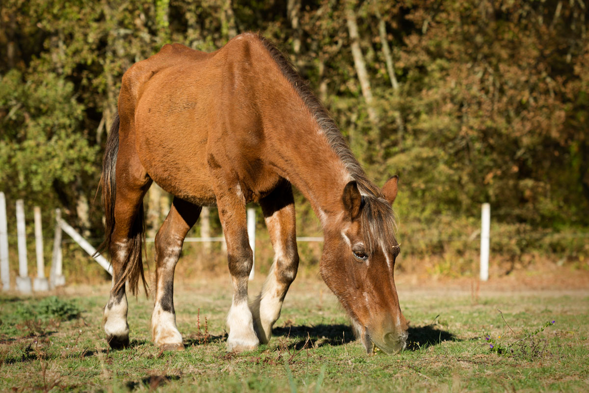 When Is A Horse Considered Old Stable Management